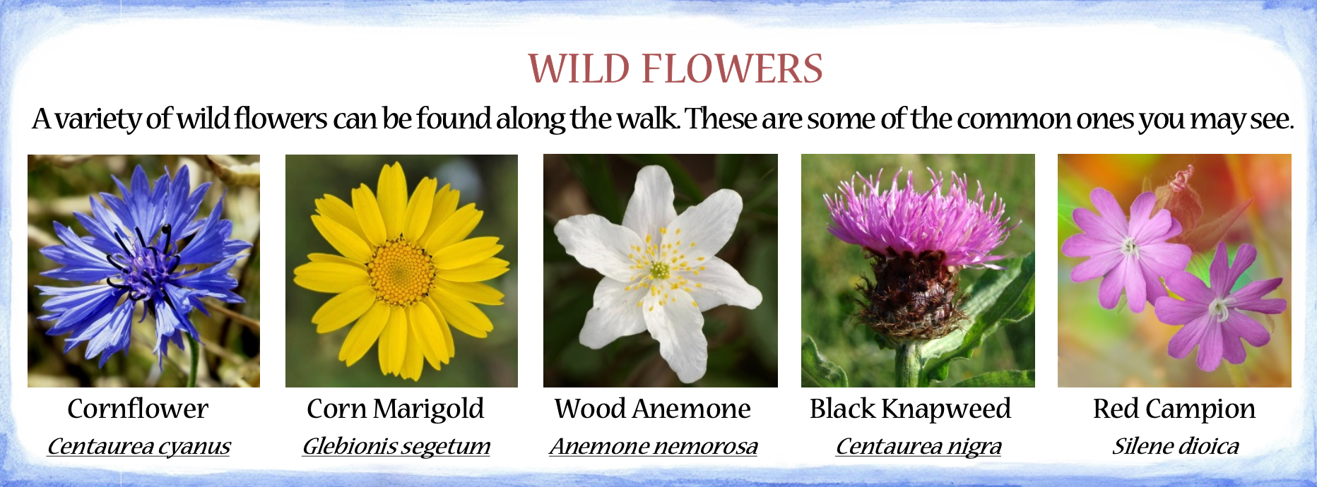 WILDFLOWER WALK DETAIL – Norley Wildlife Group