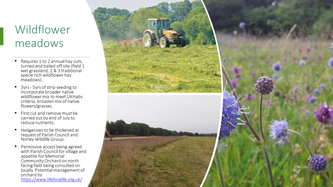 Sandycroft Farm Fields – Norley Wildlife Group
